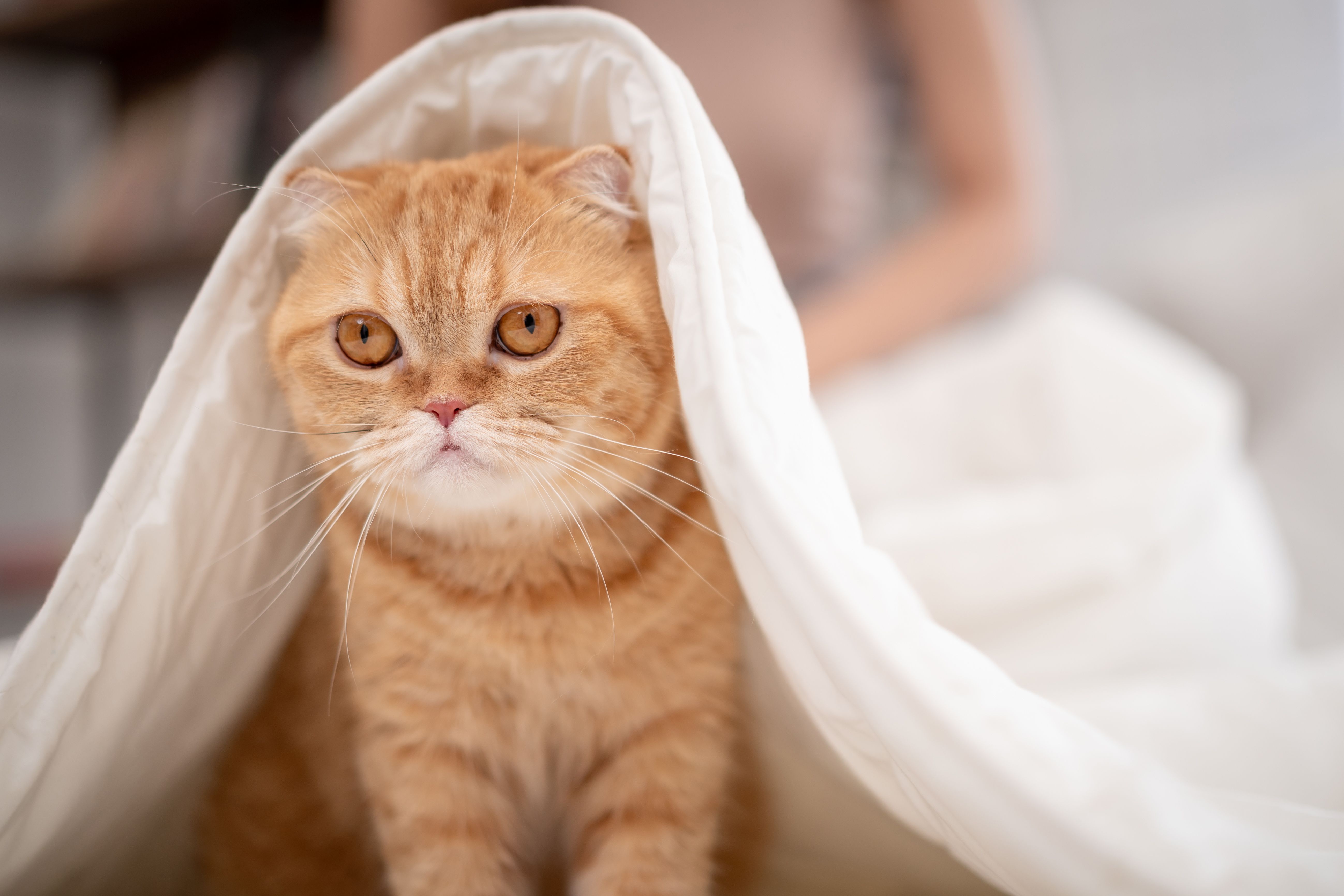 Stressed Cat When You're Away: Anxiety Signs and Solutions